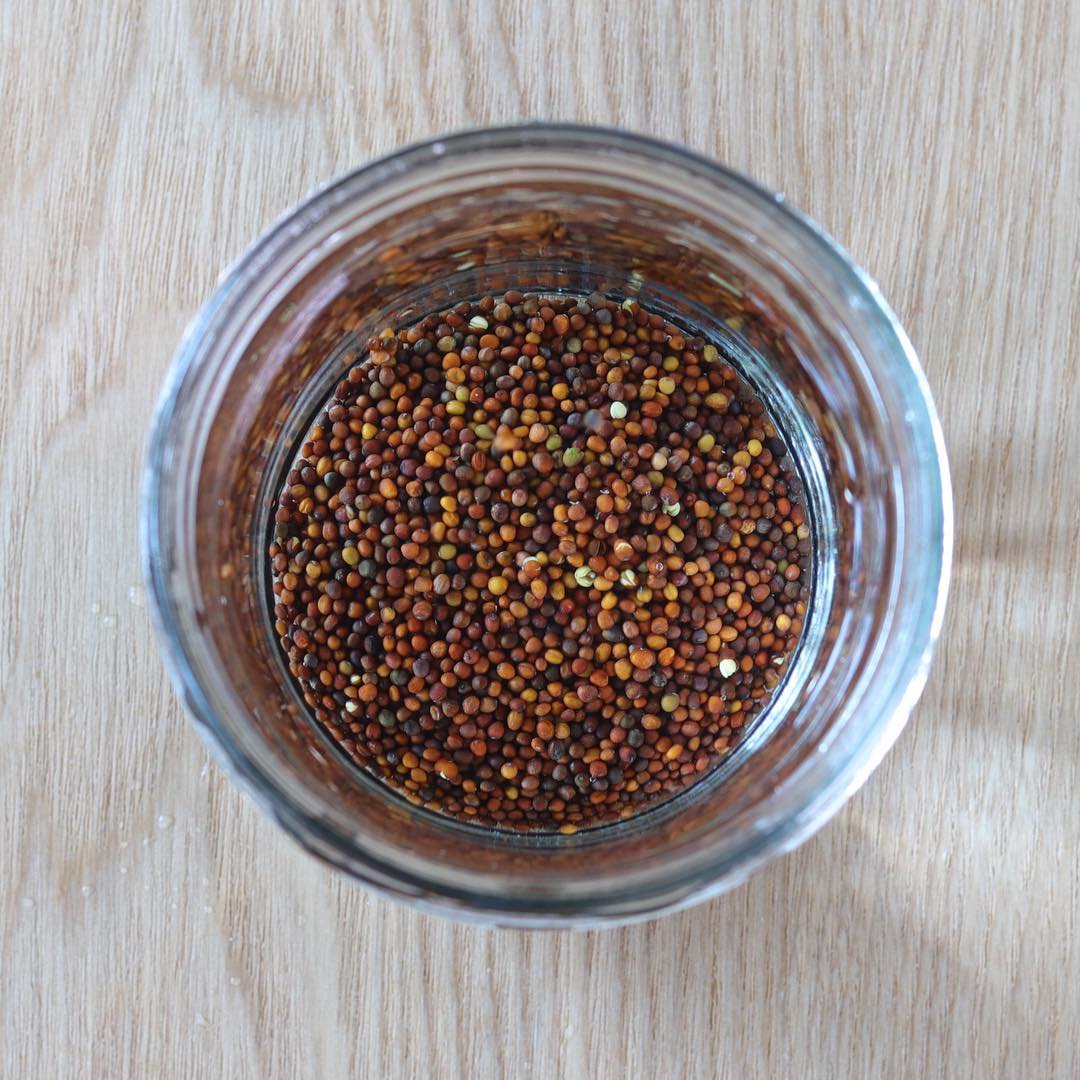 Sprouting 101: How many seeds should I put in my sprouting container ...