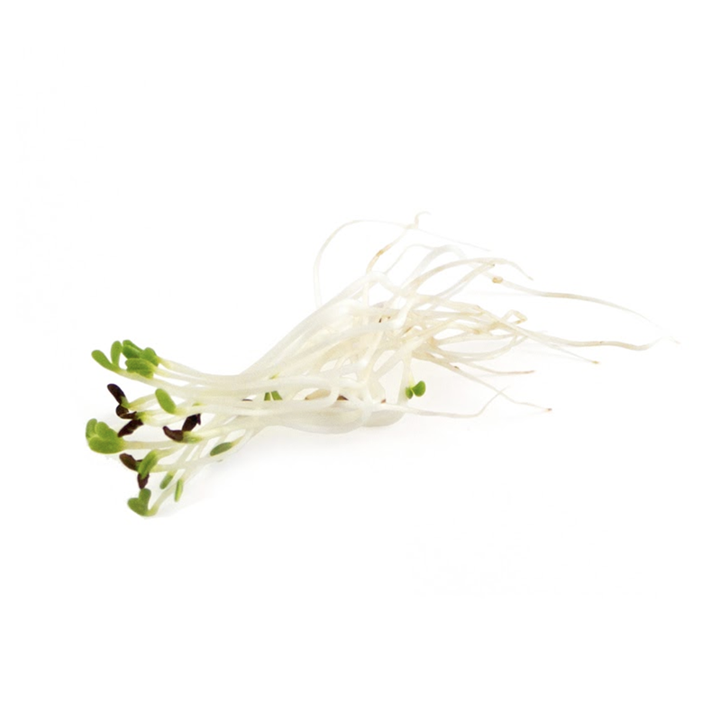 Clover Seeds - Sprouts In A Jar